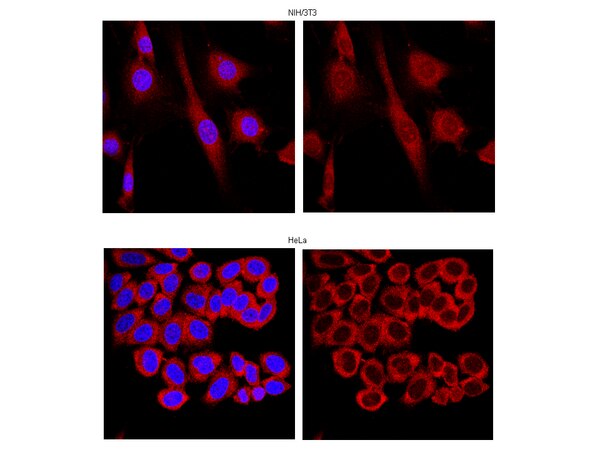 Anti-FXR1 Antibody, clone 6BG10 | 05-1529